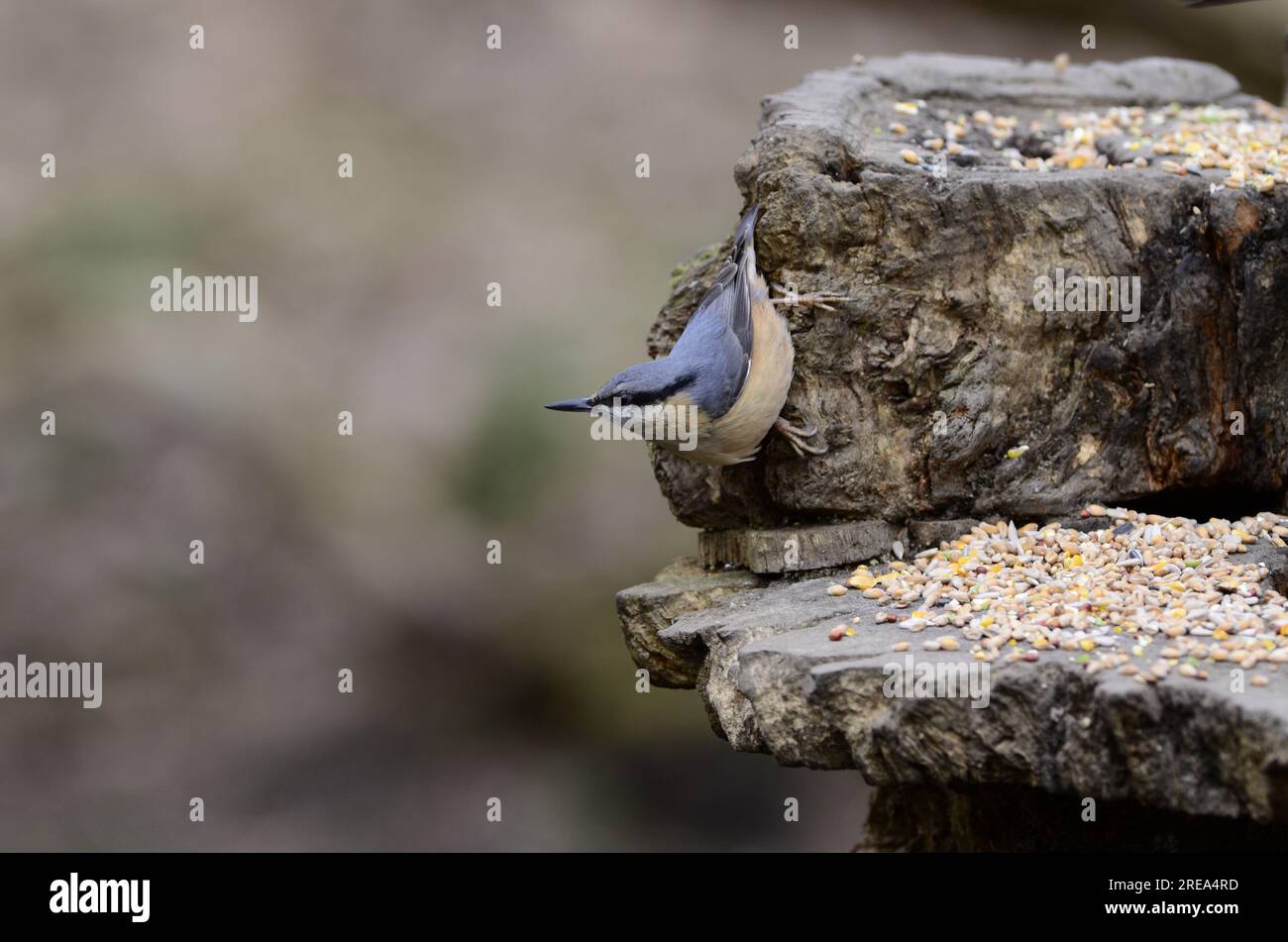 Nuthatch nuthatches birds hi-res stock photography and images - Alamy