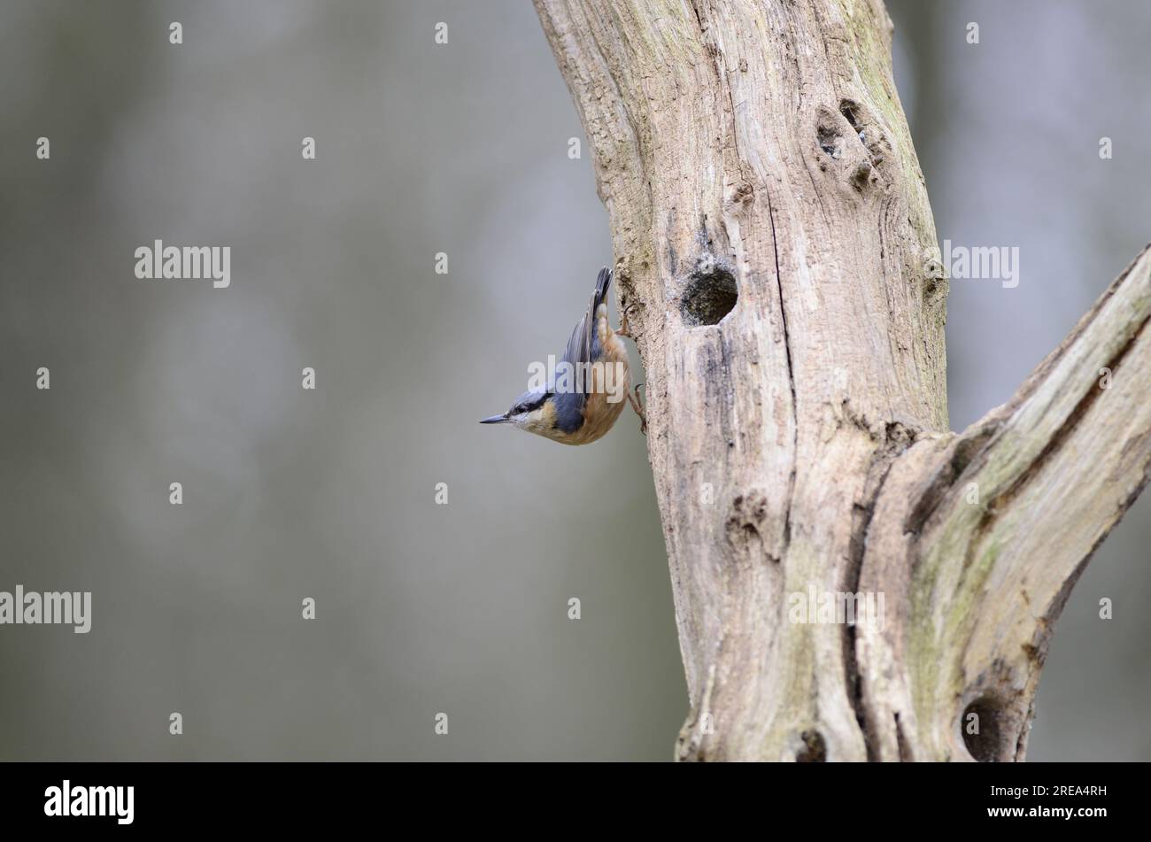 Nuthatch / Nut Hatch Stock Photo - Alamy