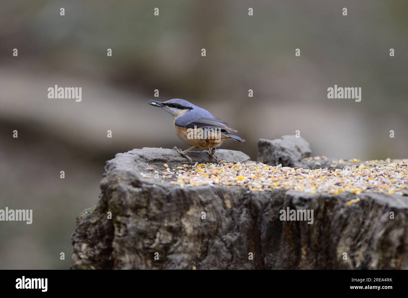 Nut hatch uk hi-res stock photography and images - Alamy