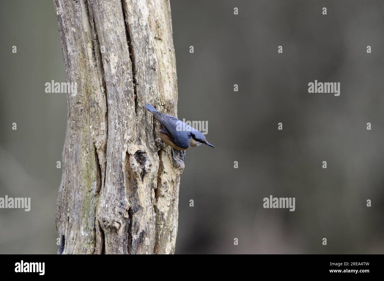 Yellow billed nuthatch hi-res stock photography and images - Alamy