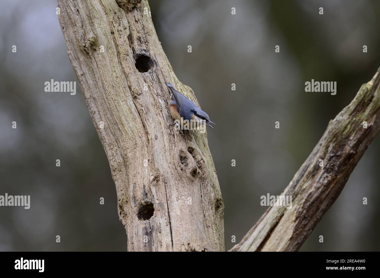 Nuthatch / Nut Hatch Stock Photo - Alamy