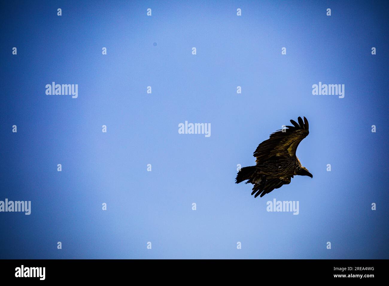 Maasai Mara National Reserve is an area of preserved savannah ...