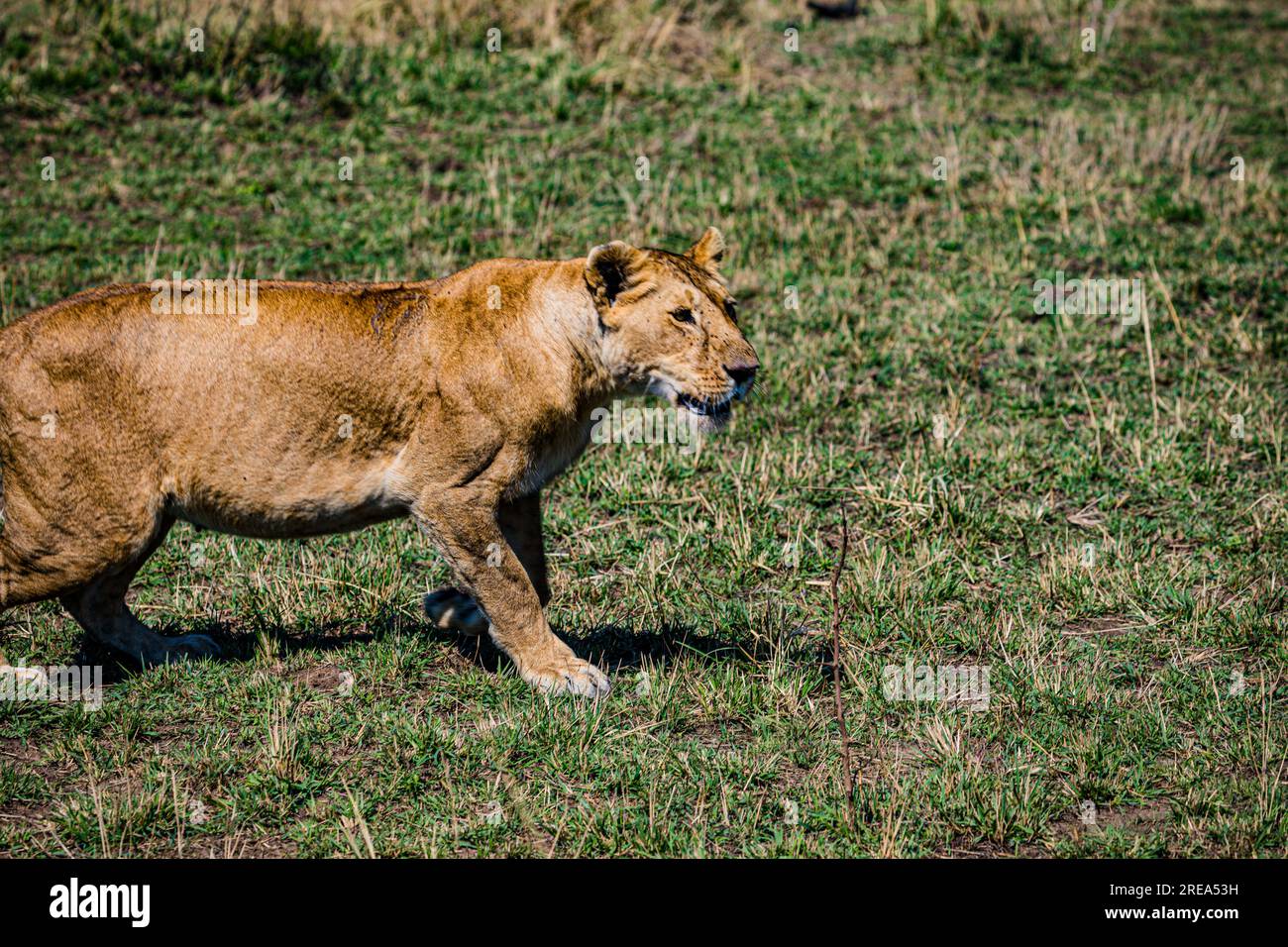 Maasai Mara National Reserve is an area of preserved savannah ...