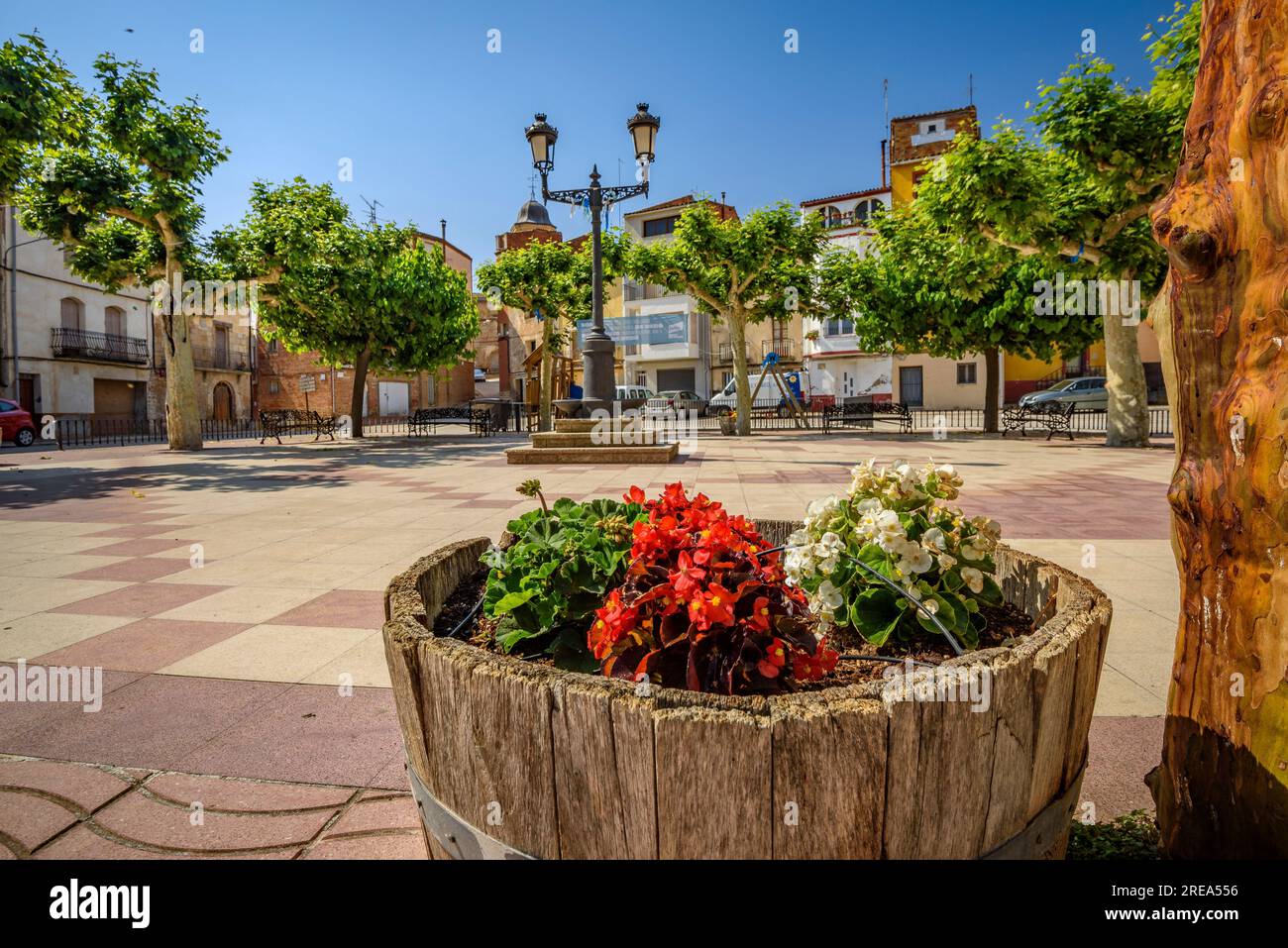 Planta de plátano hi-res stock photography and images - Alamy