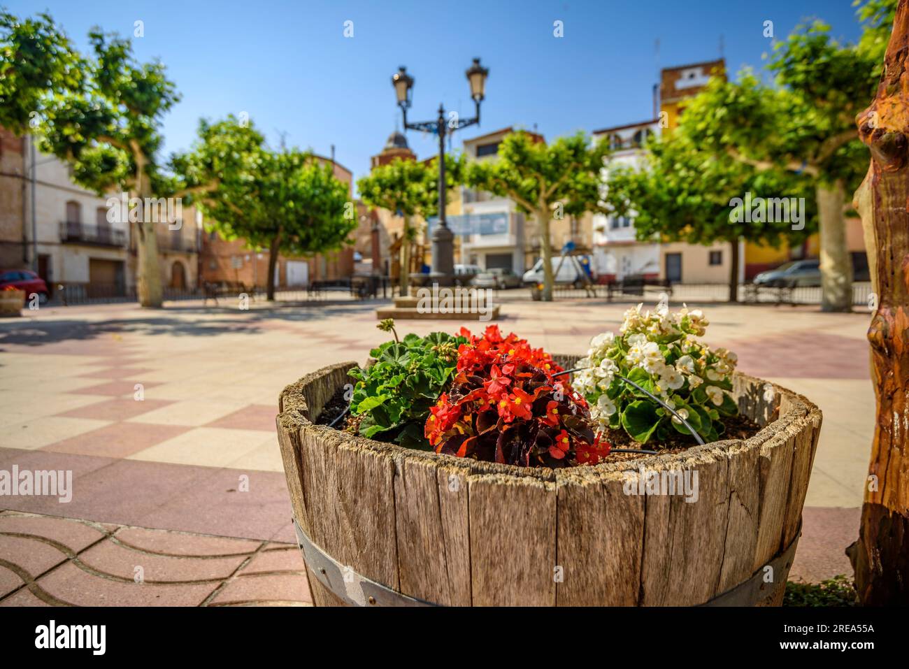 Planta de placa hi-res stock photography and images - Alamy