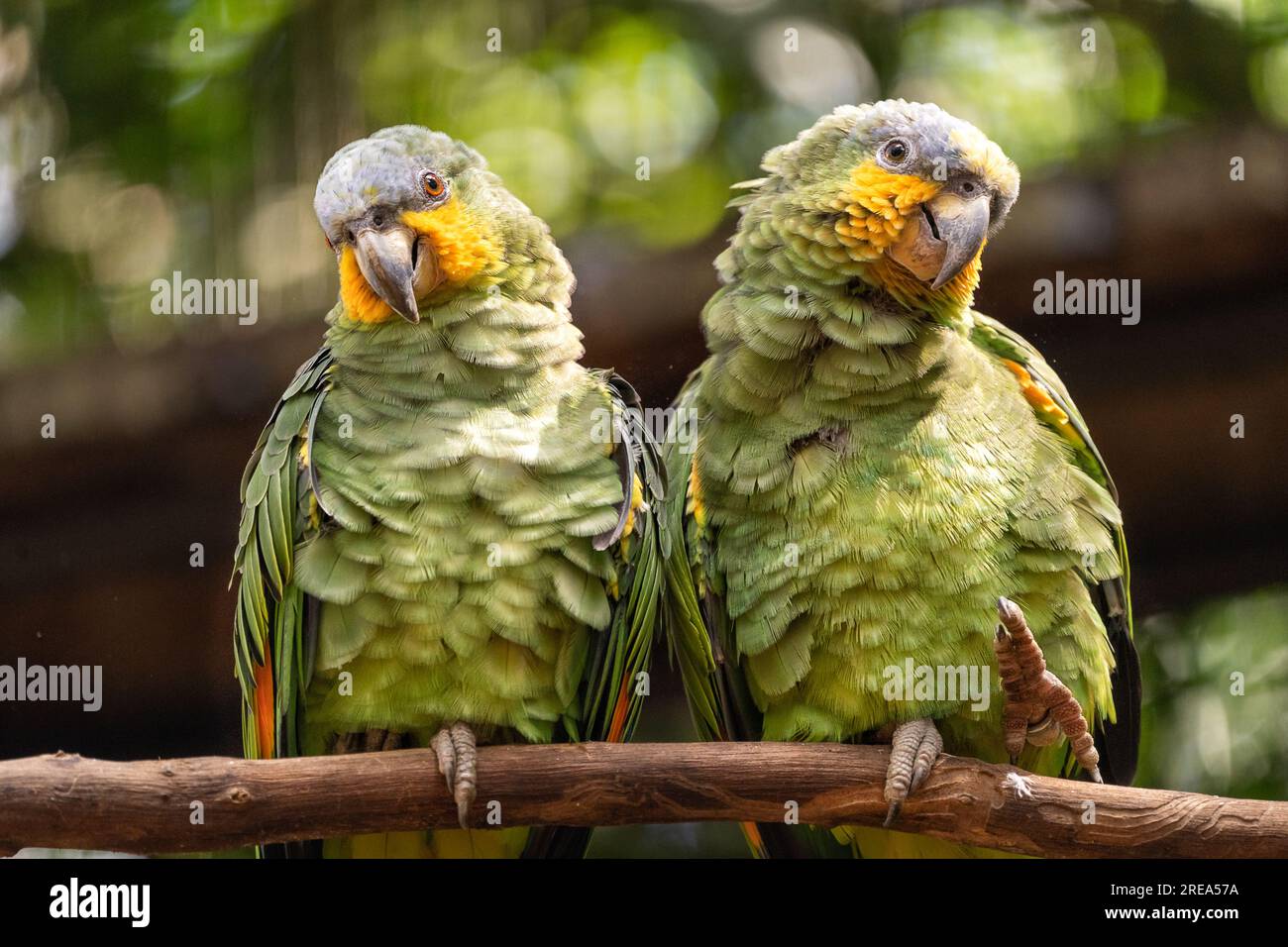 Parrots at tropical forest in natural conditions in Latin america Stock ...