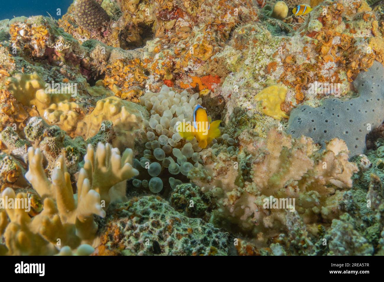 Coral reef and water plants in the Red Sea, Eilat Israel Stock Photo ...