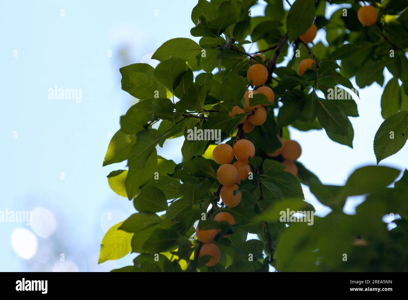 Mirabelle prune prunus domestica hi-res stock photography and images - Alamy