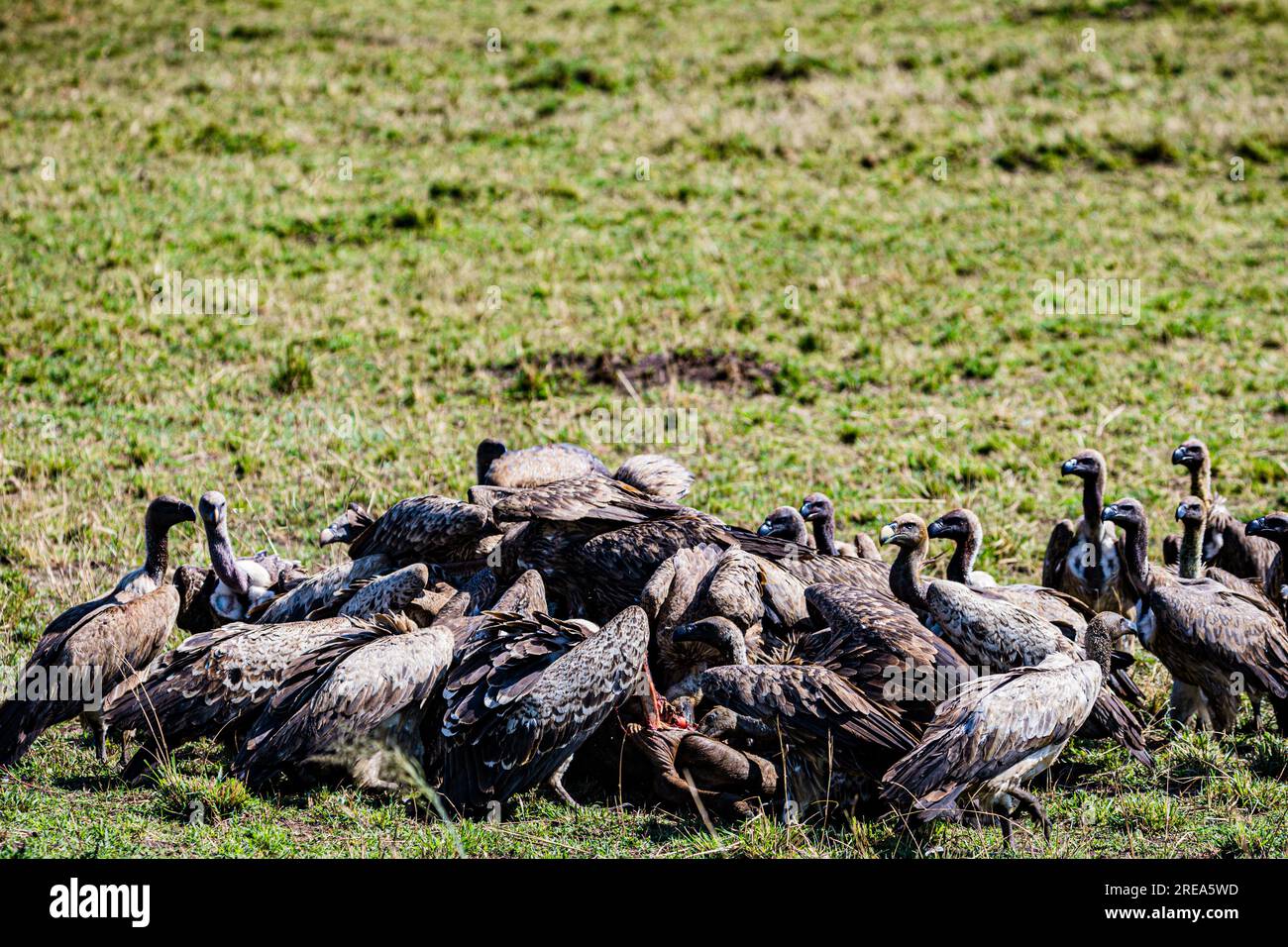 Maasai Mara National Reserve is an area of preserved savannah ...