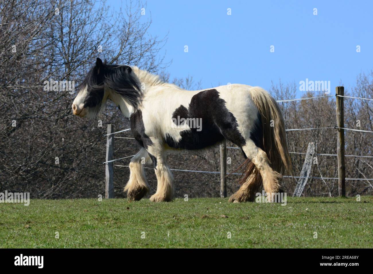 Irish cob society ics hi-res stock photography and images - Alamy