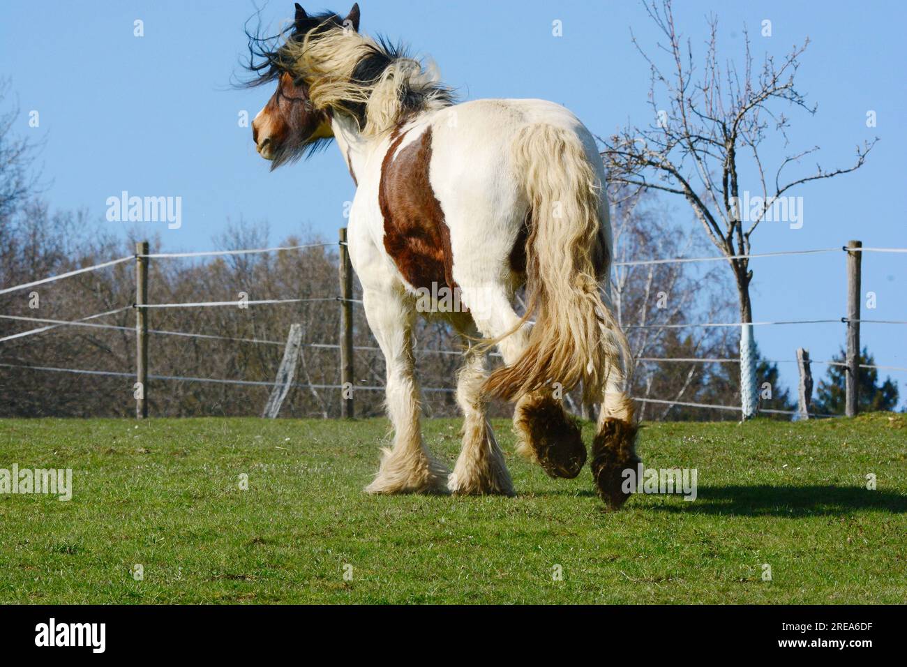 Irish cob society ics hi-res stock photography and images - Alamy