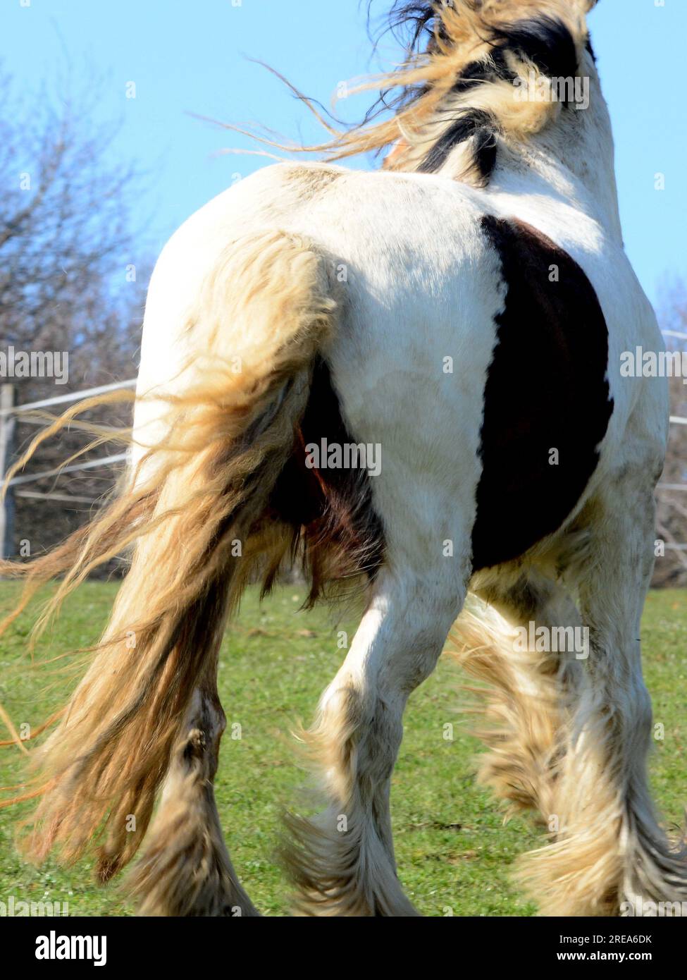 Irish cob society ics hi-res stock photography and images - Alamy