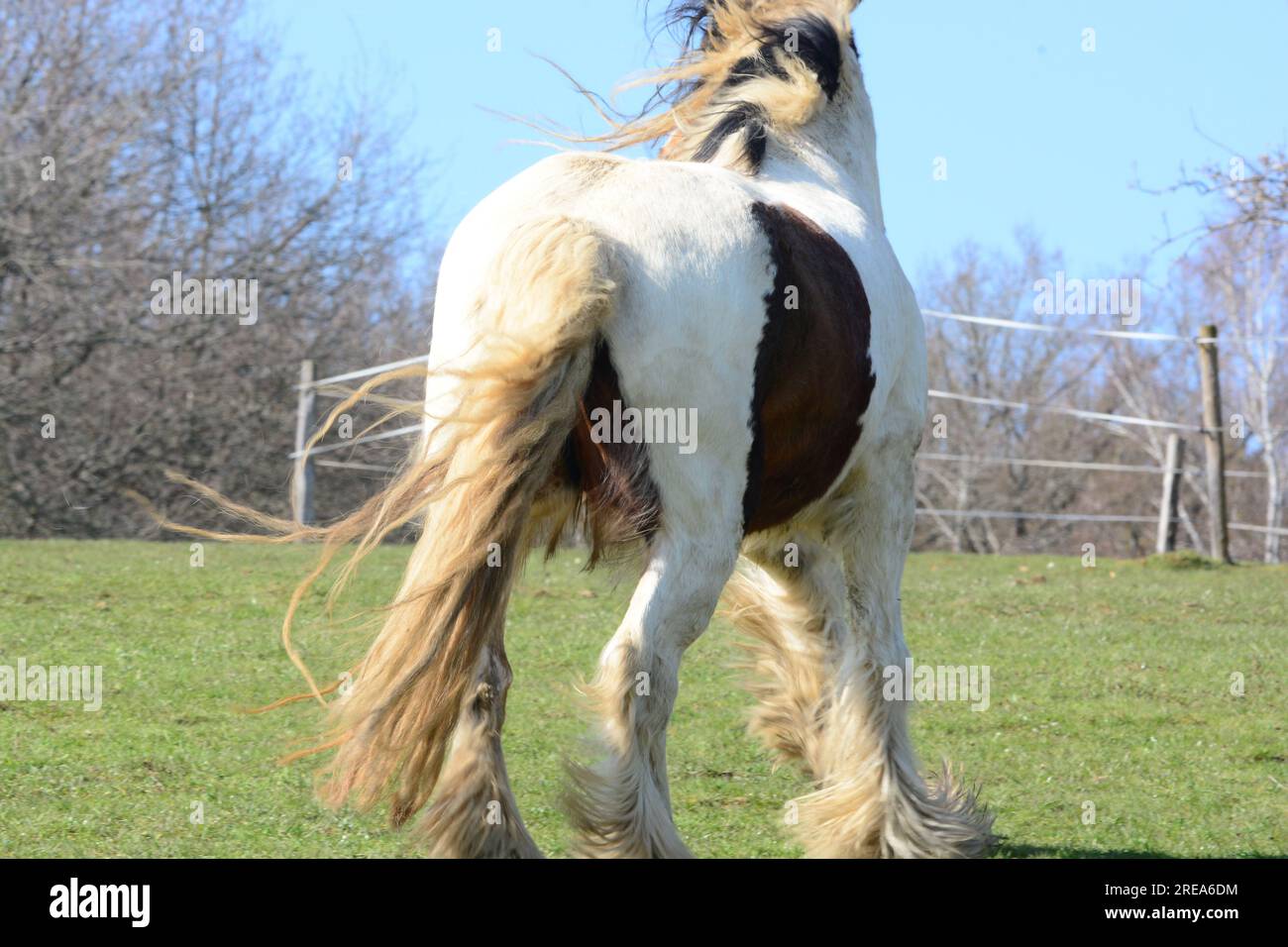 Irish cob society ics hi-res stock photography and images - Alamy