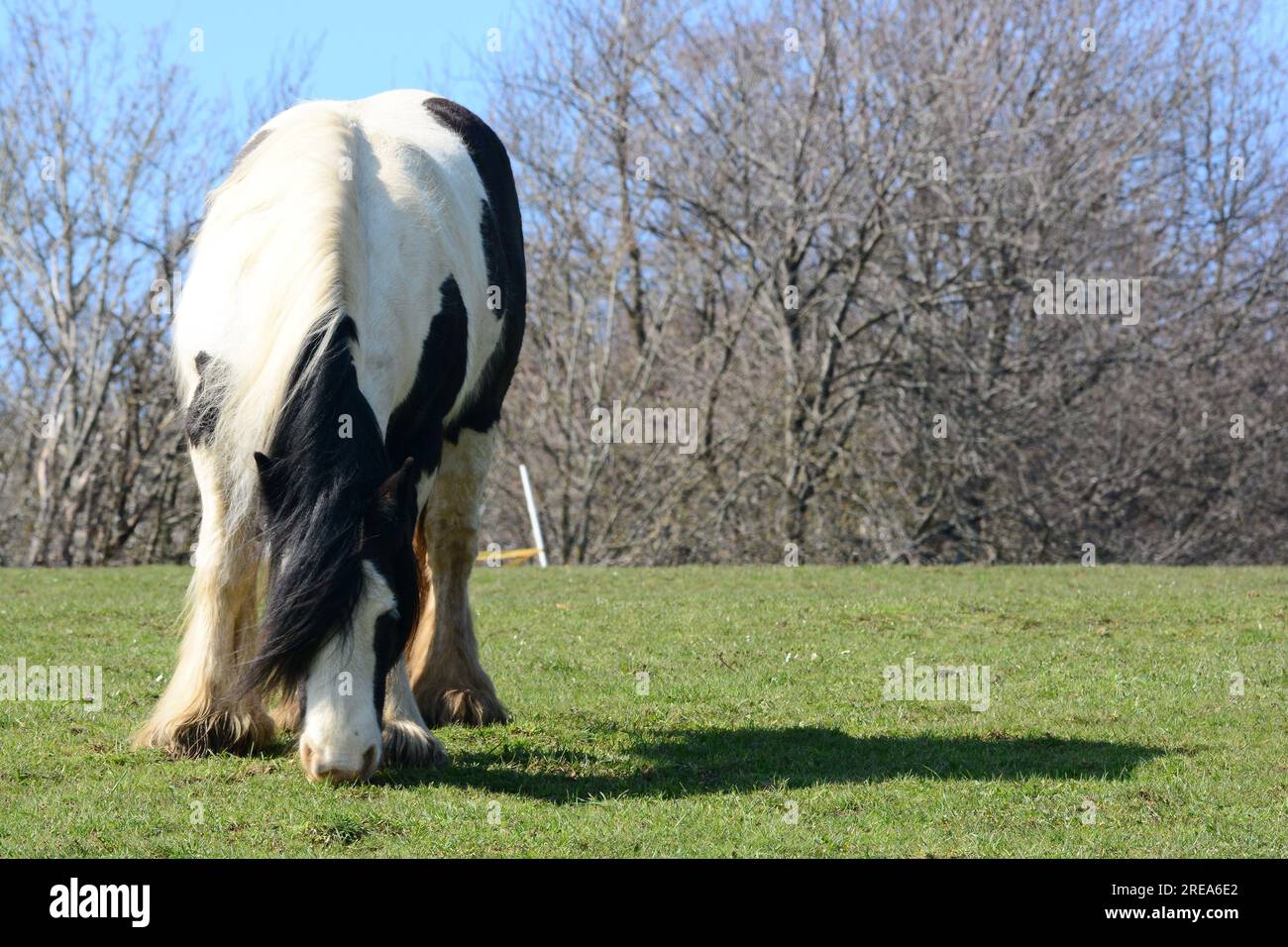 Irish cob society ics hi-res stock photography and images - Alamy