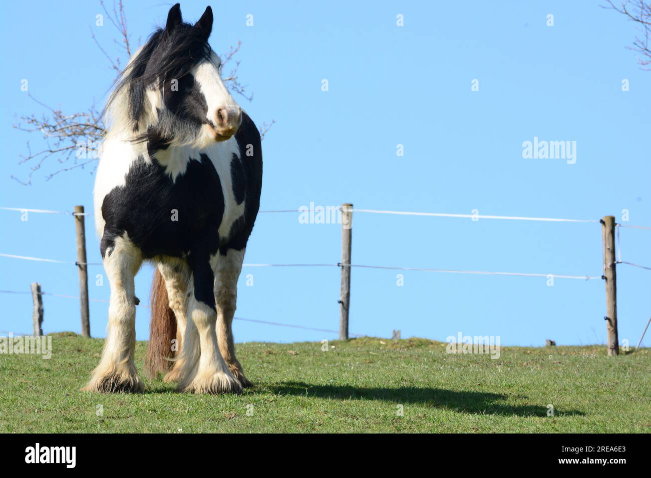 Irish cob society ics hi-res stock photography and images - Alamy