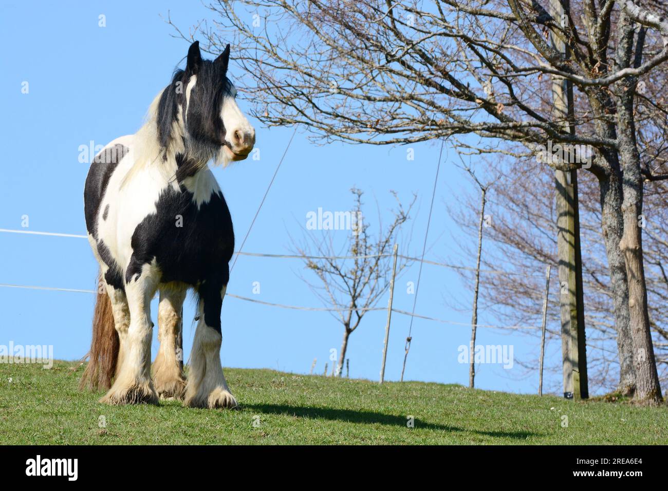 Irish cob society ics hi-res stock photography and images - Alamy