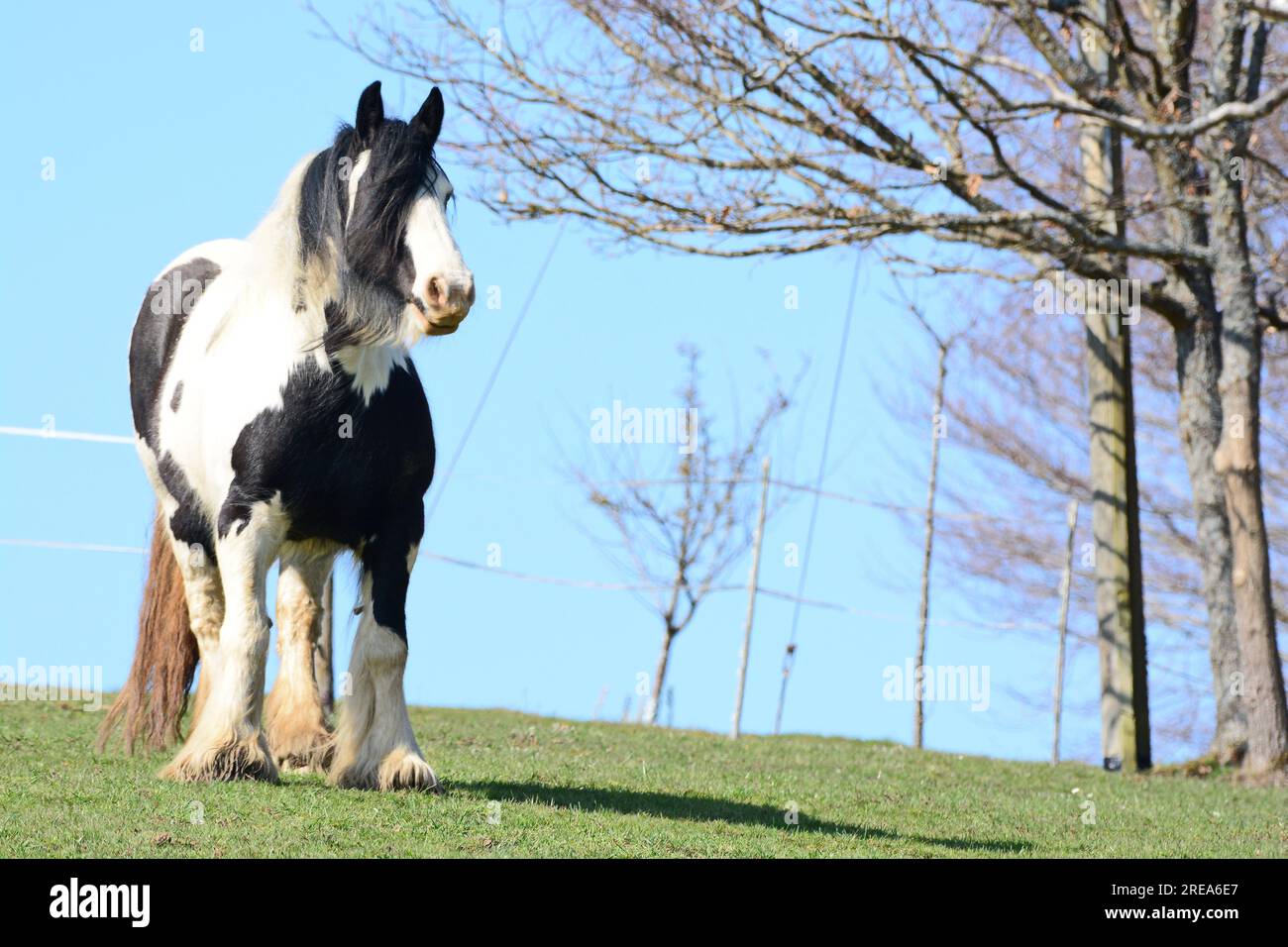 Irish cob society ics hi-res stock photography and images - Alamy