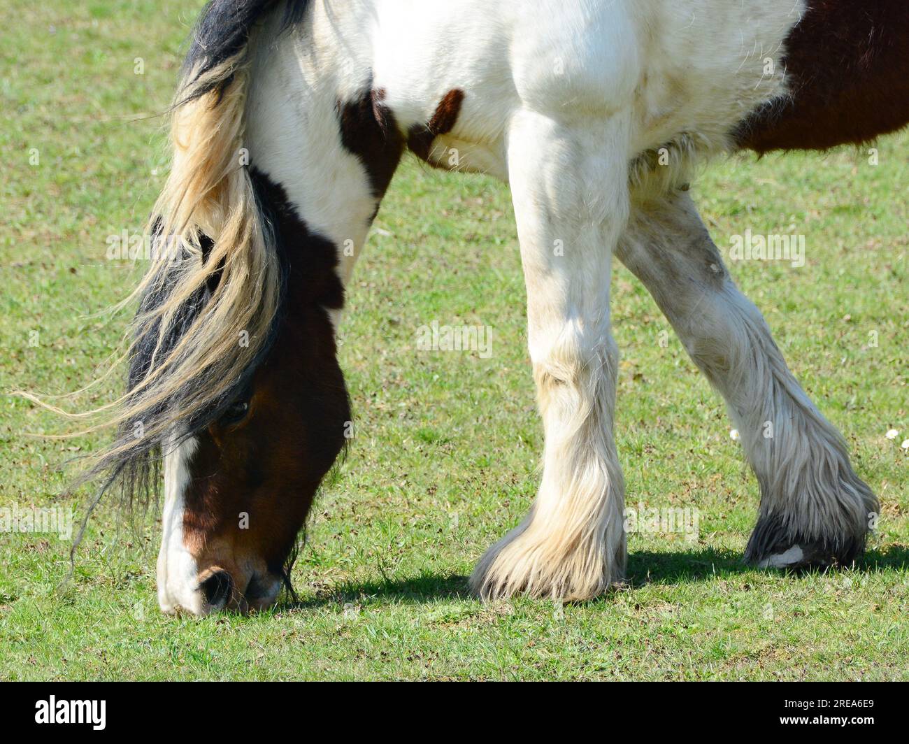 Irish cob society ics hi-res stock photography and images - Alamy