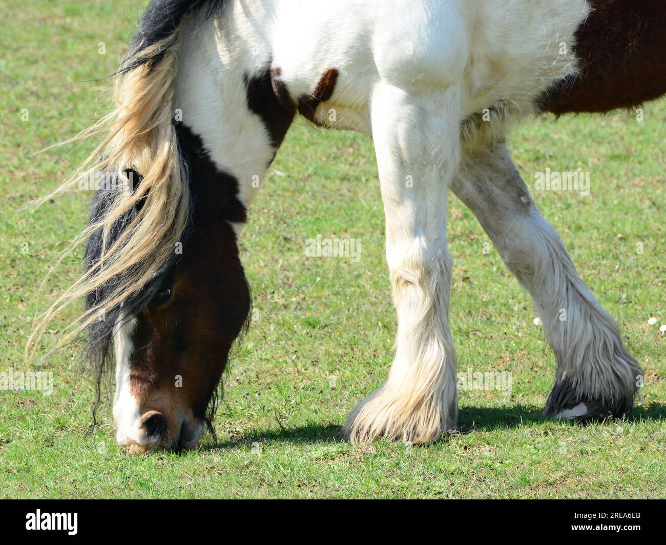 Irish cob society ics hi-res stock photography and images - Alamy