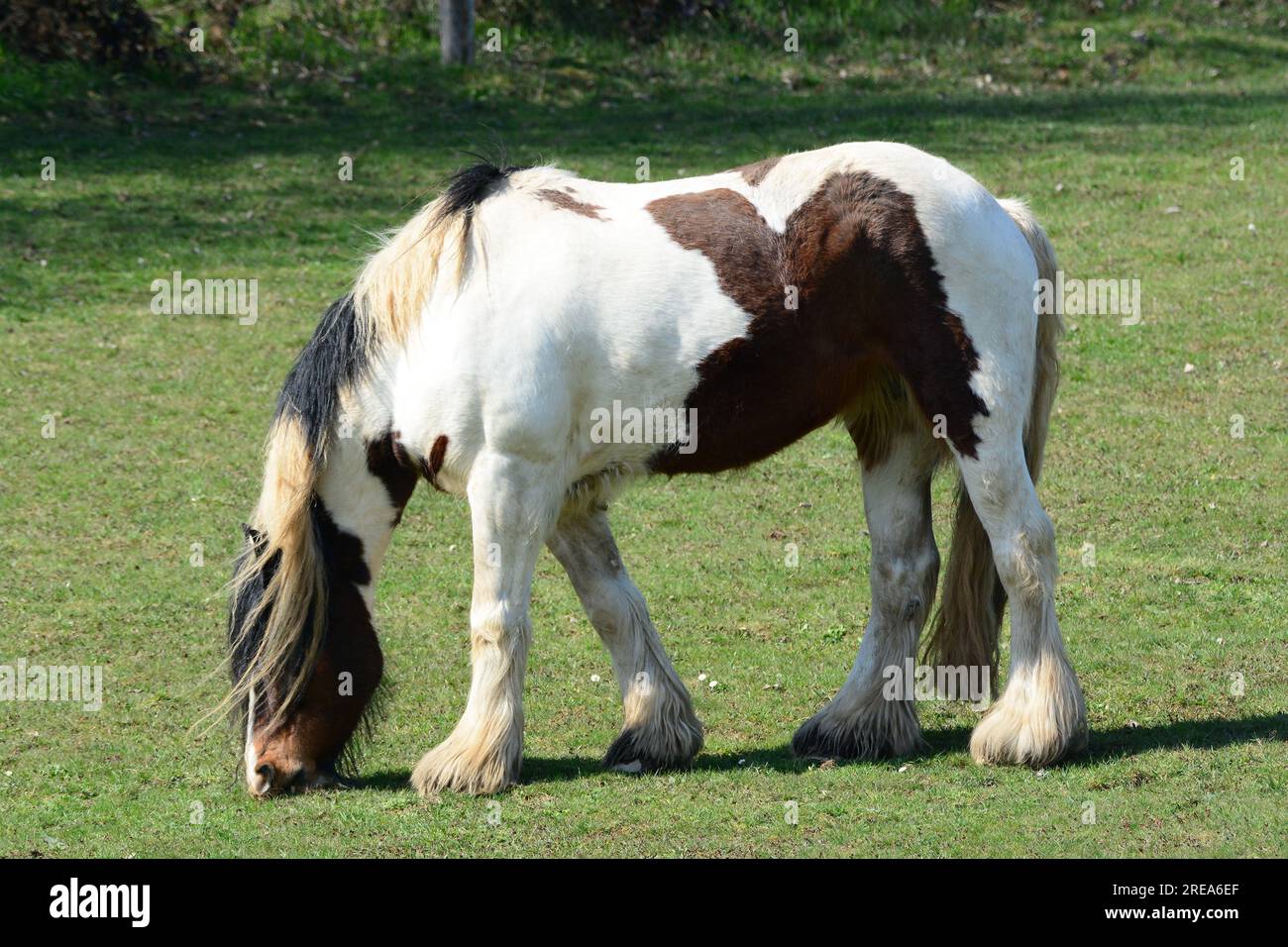 Irish cob society ics hi-res stock photography and images - Alamy