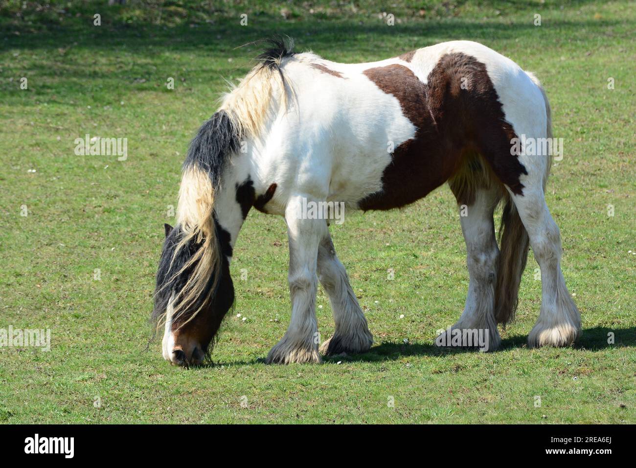 Irish cob society ics hi-res stock photography and images - Alamy