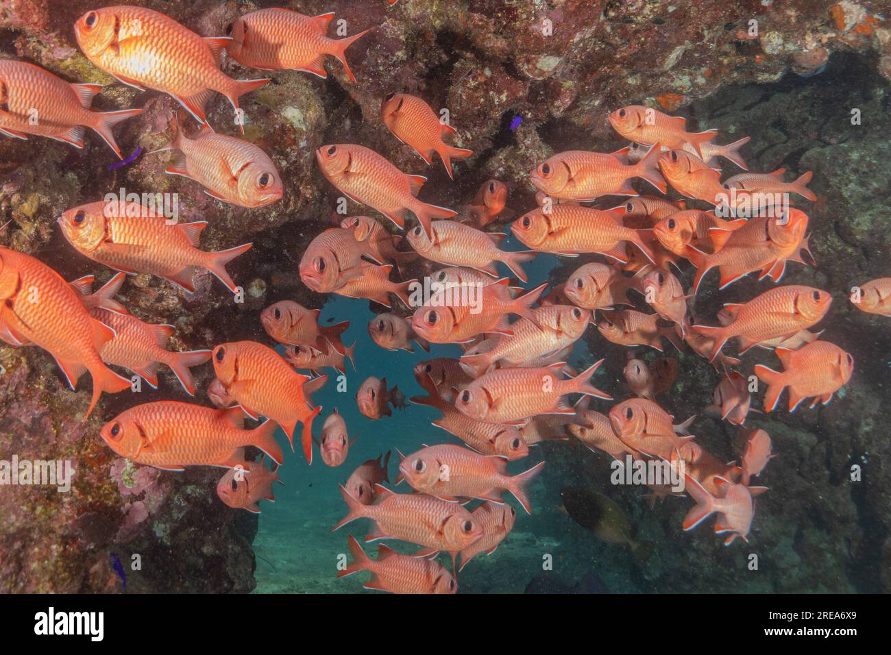 Fish swimming in the Red Sea, colorful fish, Eilat Israel Stock Photo ...