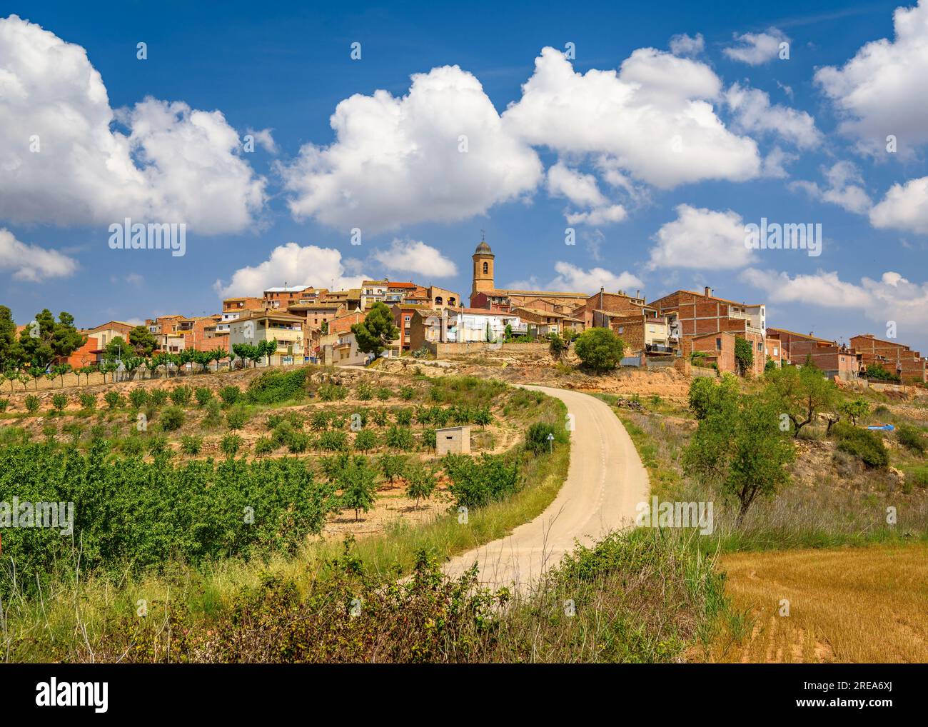 árboles en una colina hi-res stock photography and images - Alamy