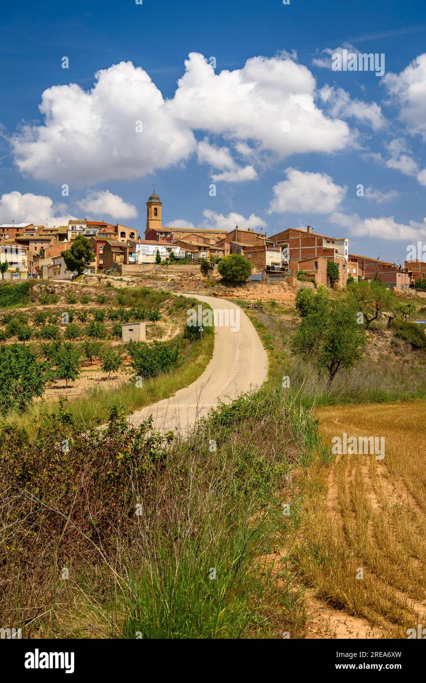 árboles en una colina hi-res stock photography and images - Alamy