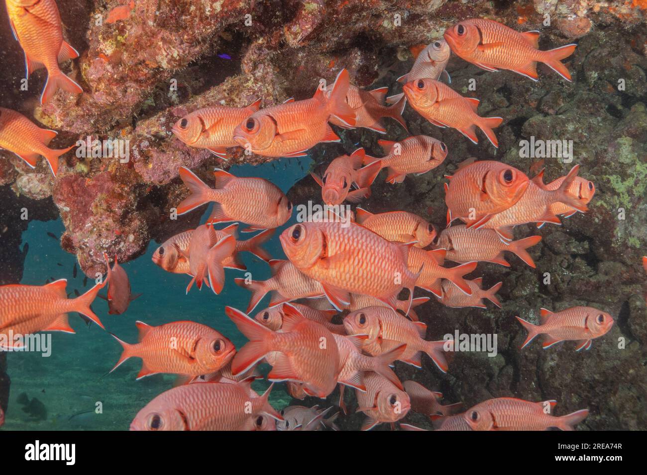 Fish swimming in the Red Sea, colorful fish, Eilat Israel Stock Photo ...