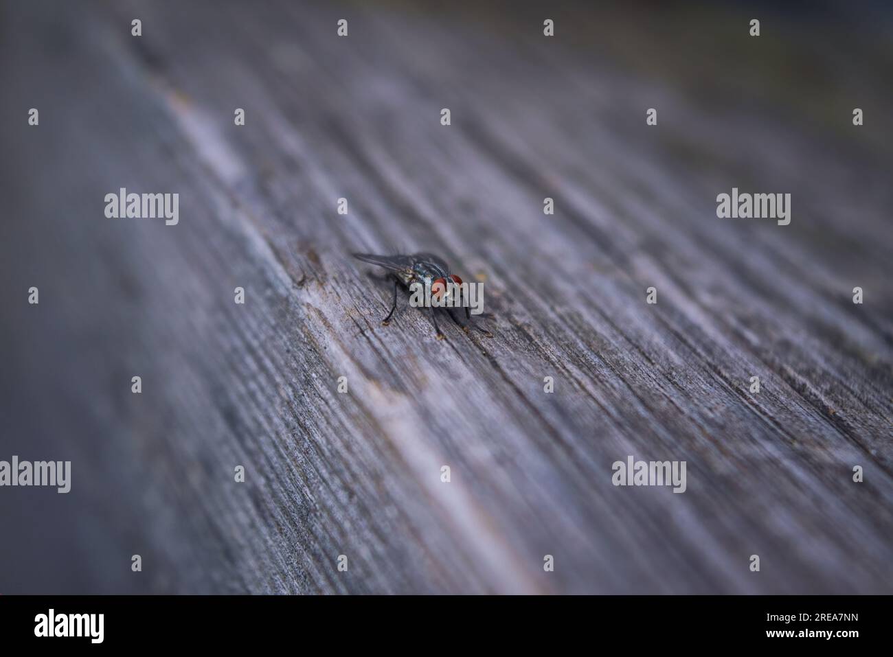 The house fly Musca domestica. Common and burdensome insect in homes ...