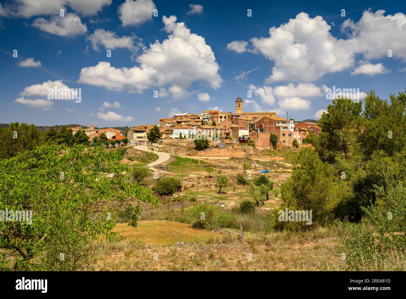 árboles en una colina hi-res stock photography and images - Alamy