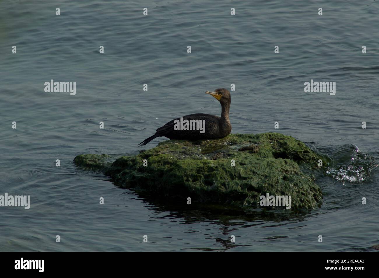 Double crested cormorant sunbathing on a rock Stock Photo - Alamy