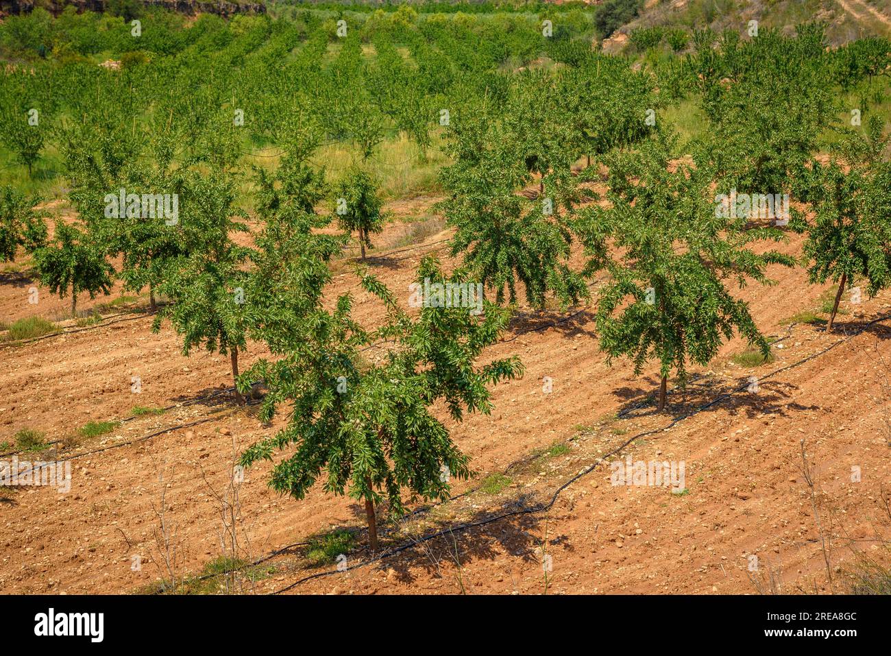 Arbol arbol arboles hi-res stock photography and images - Alamy