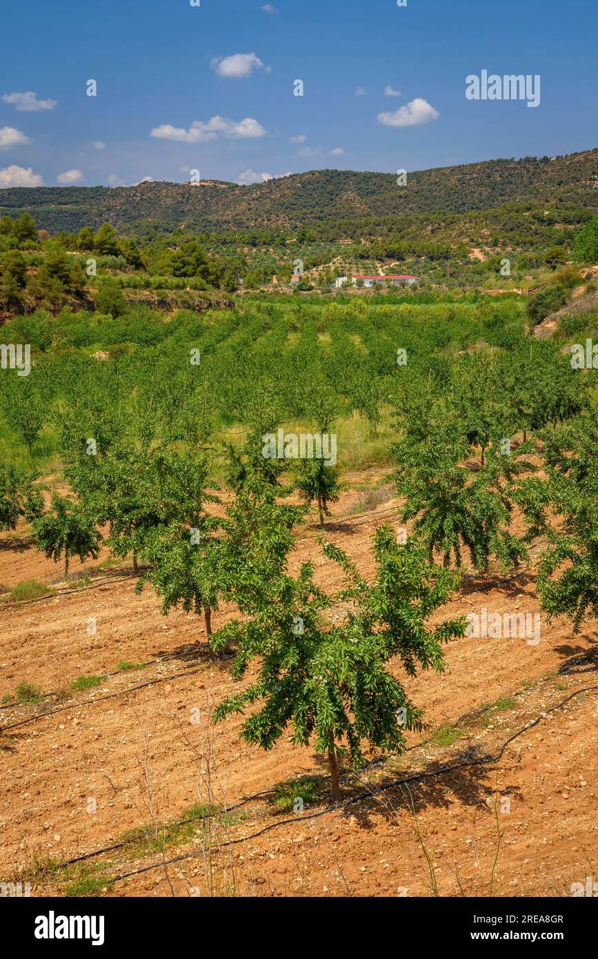 árboles al lado hi-res stock photography and images - Alamy