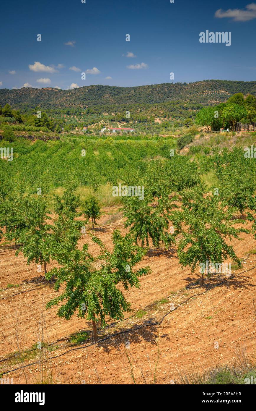 Primavera de arboles frutales hi-res stock photography and images - Alamy