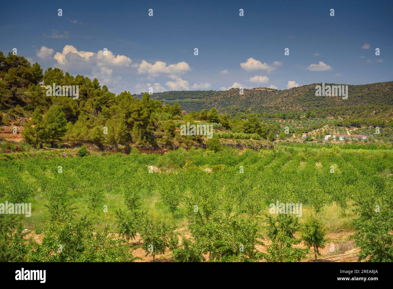 Primavera de arboles frutales hi-res stock photography and images - Alamy