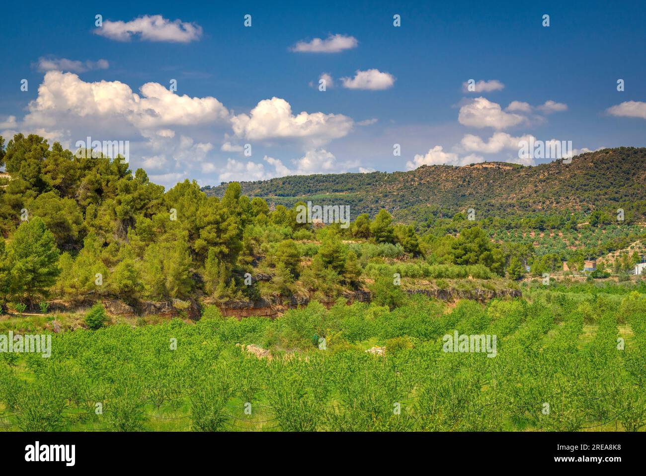 Primavera de arboles frutales hi-res stock photography and images - Alamy