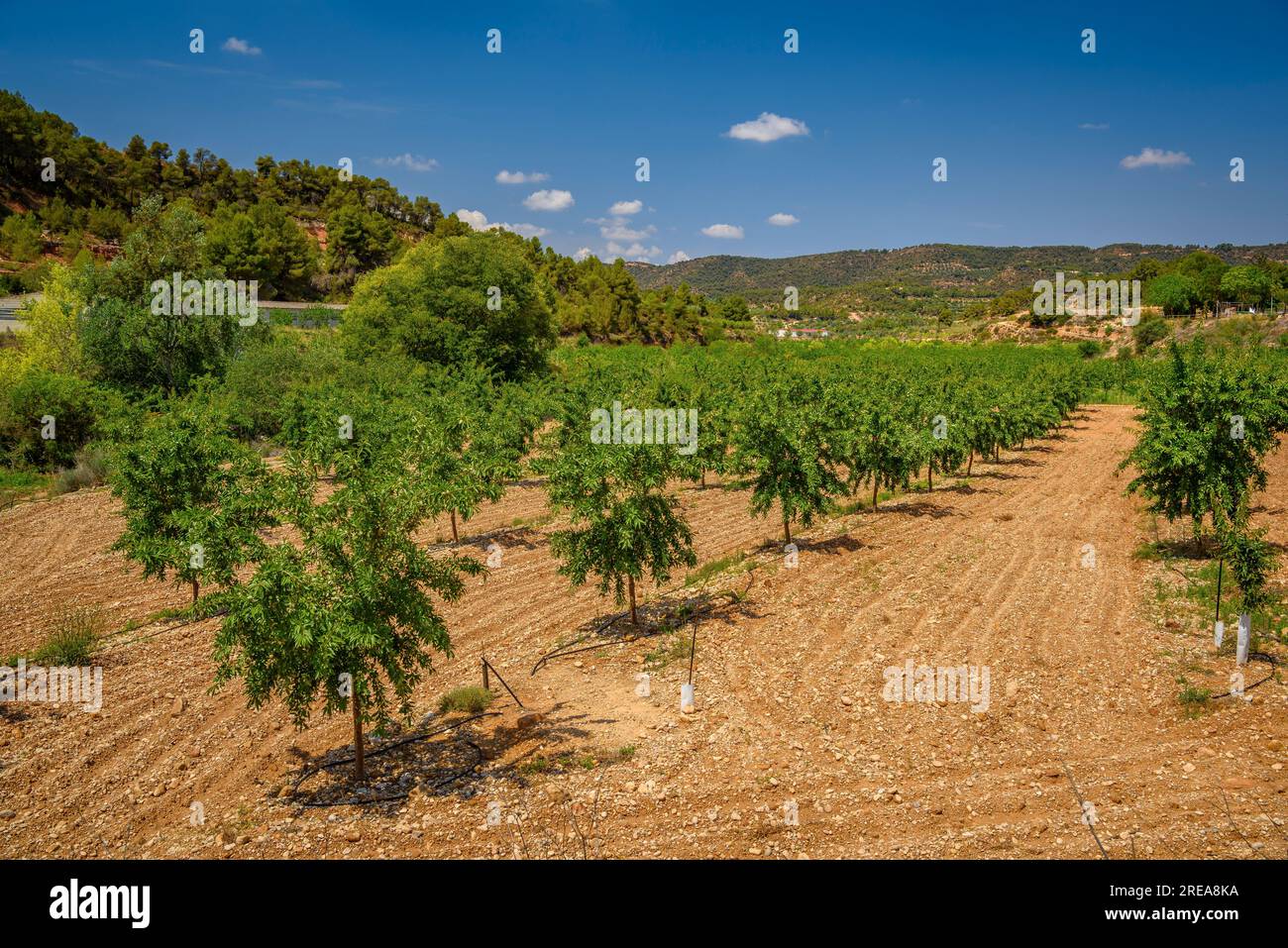 Primavera de arboles frutales hi-res stock photography and images - Alamy
