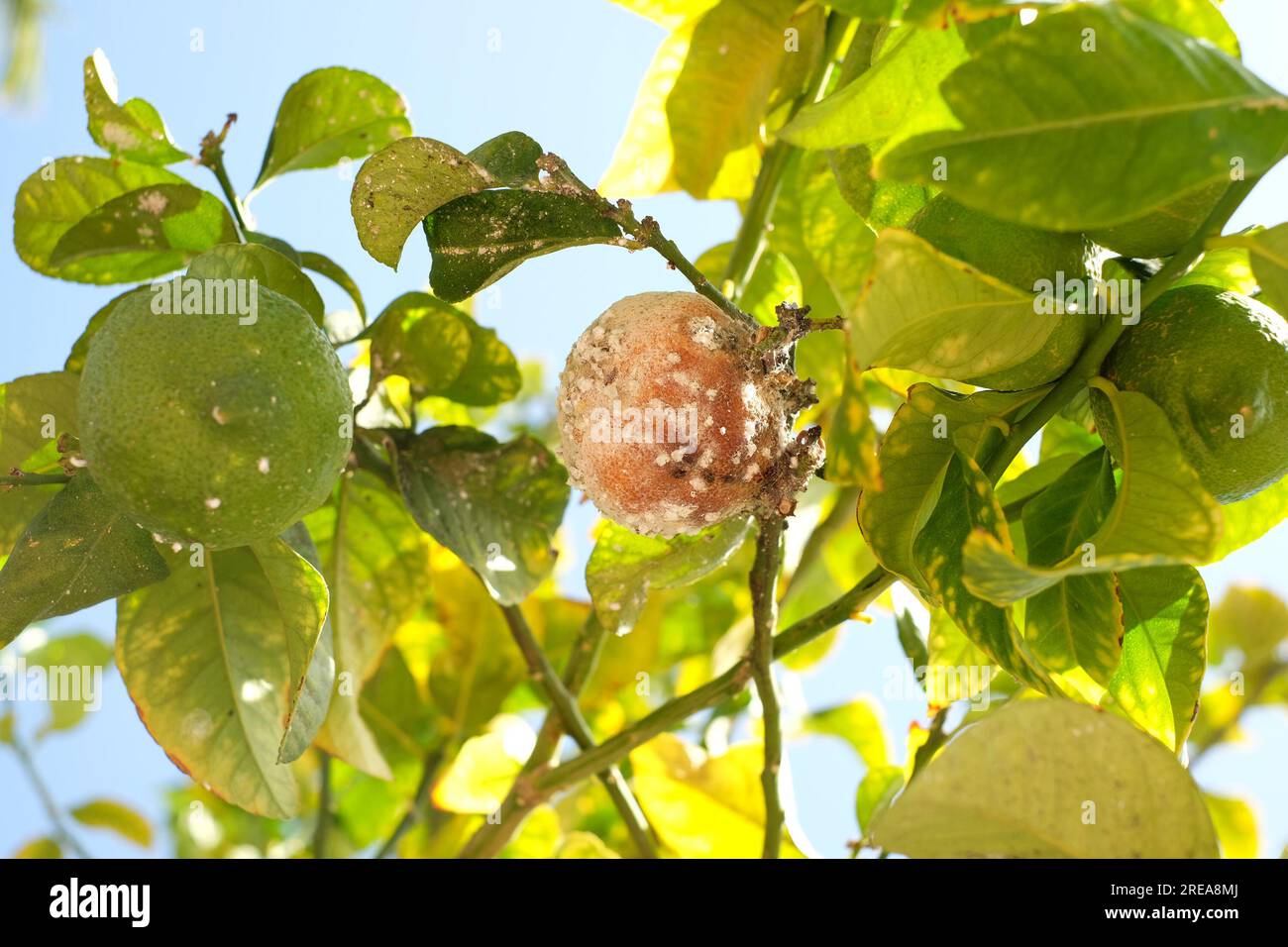 A garden pest attacking a citrus fruit plant Stock Photo - Alamy