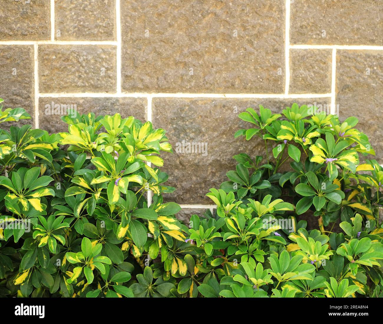Wall decoration fresh plants hi-res stock photography and images - Alamy