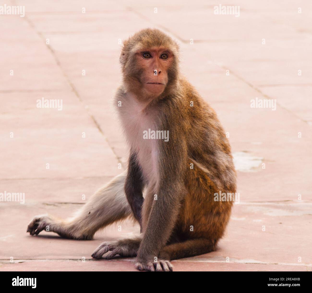 Skyline Shimla city in Himachal Pradesh, India. Natural beauty of ...