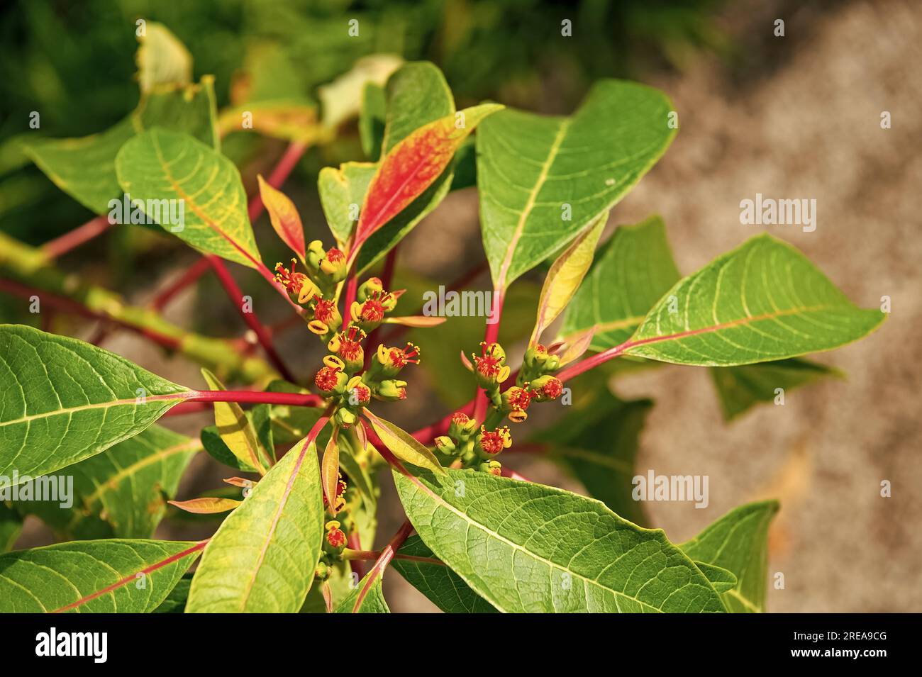 plant nectaries with leaves. plant nectaries in nature. plant nectaries ...