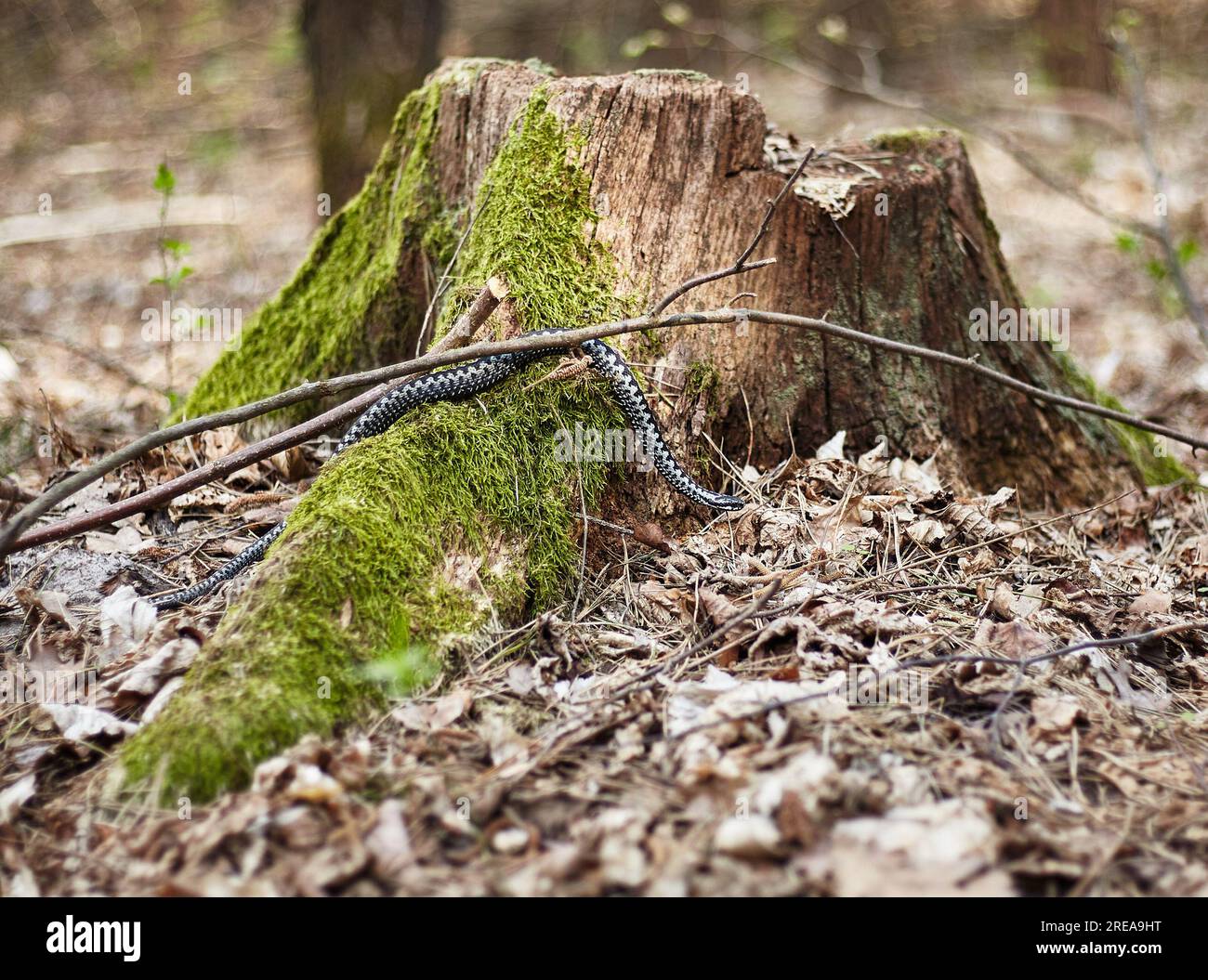 Common viper. Snake. Spring.Vipera berus Stock Photo - Alamy