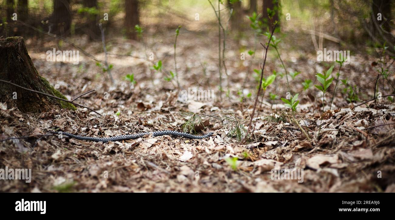 Common viper. Snake. Spring.Vipera berus Stock Photo - Alamy
