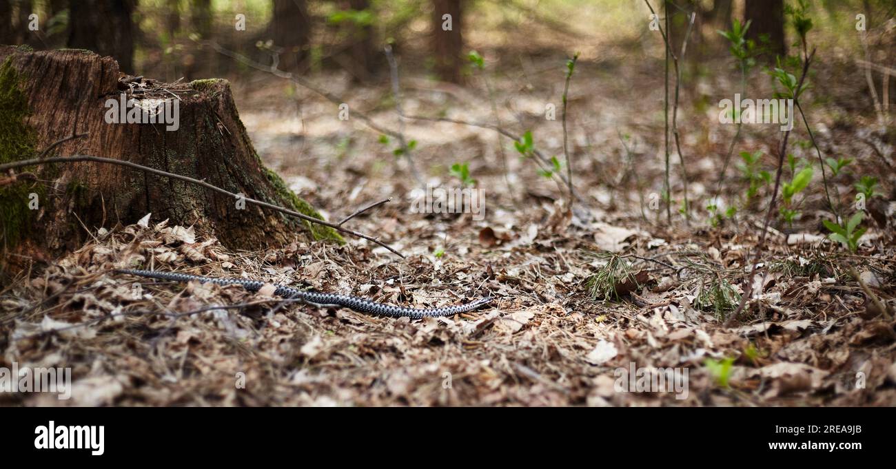 Endangered common viper hi-res stock photography and images - Alamy