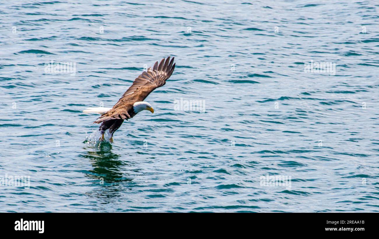 flying eagle catching fish from the water, wings spread, water ...