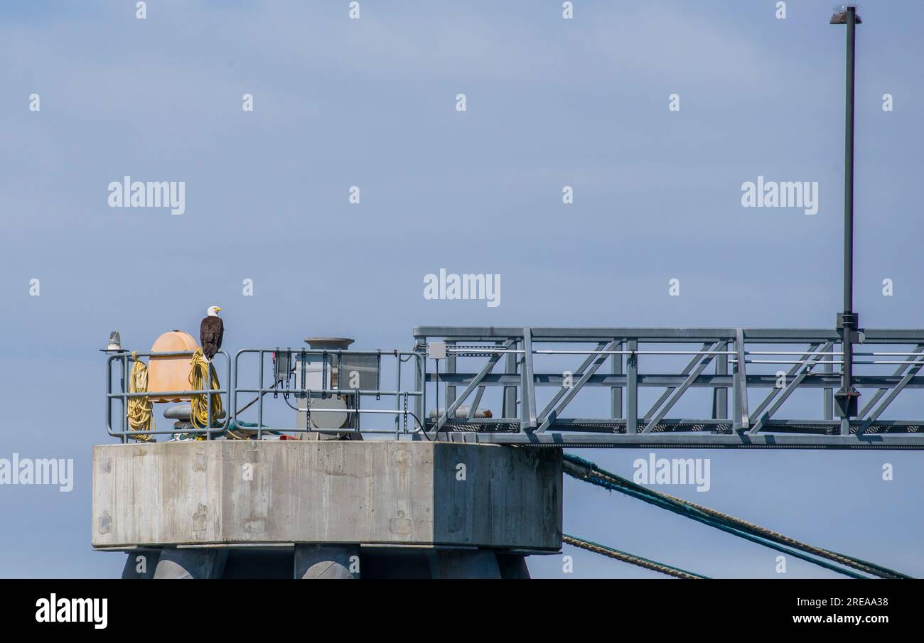 bald eagle sitting on the port tower in Icy Straight Point, Alaska USA ...