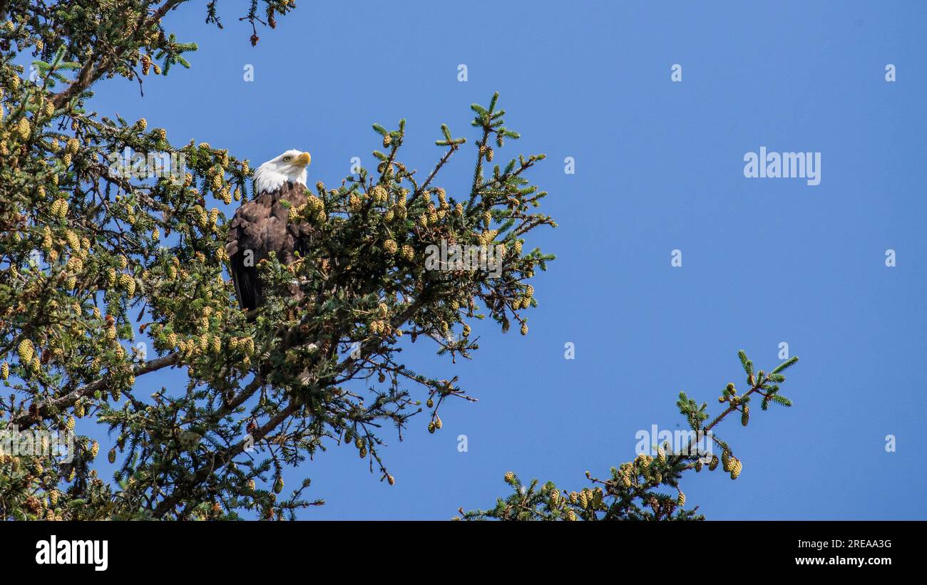 bald eagle sitting on a tree, sharp eyes for next target Stock Photo ...
