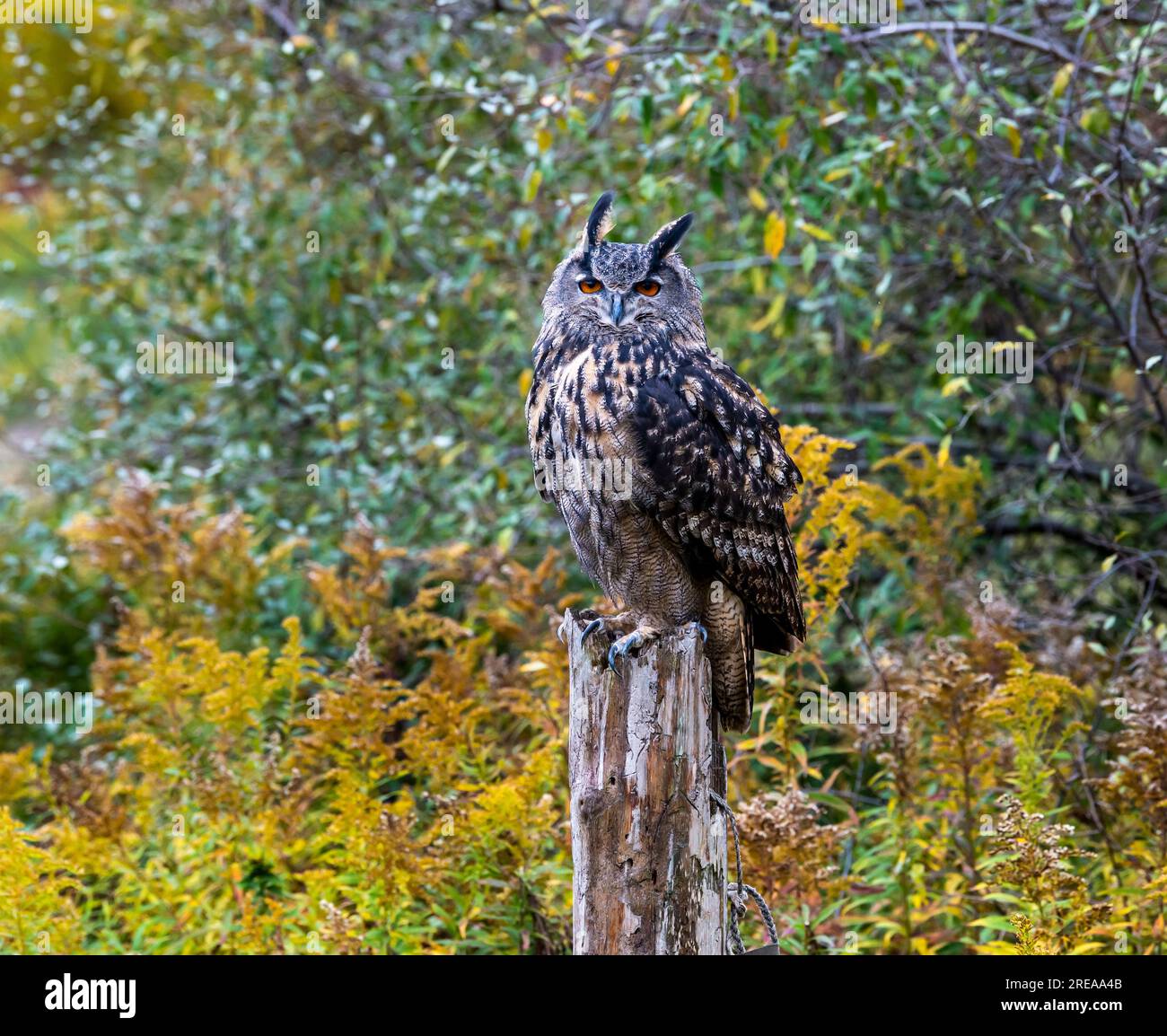 Owl sitting on a wood pole, sharp red eyes open, ready to hunt Stock ...