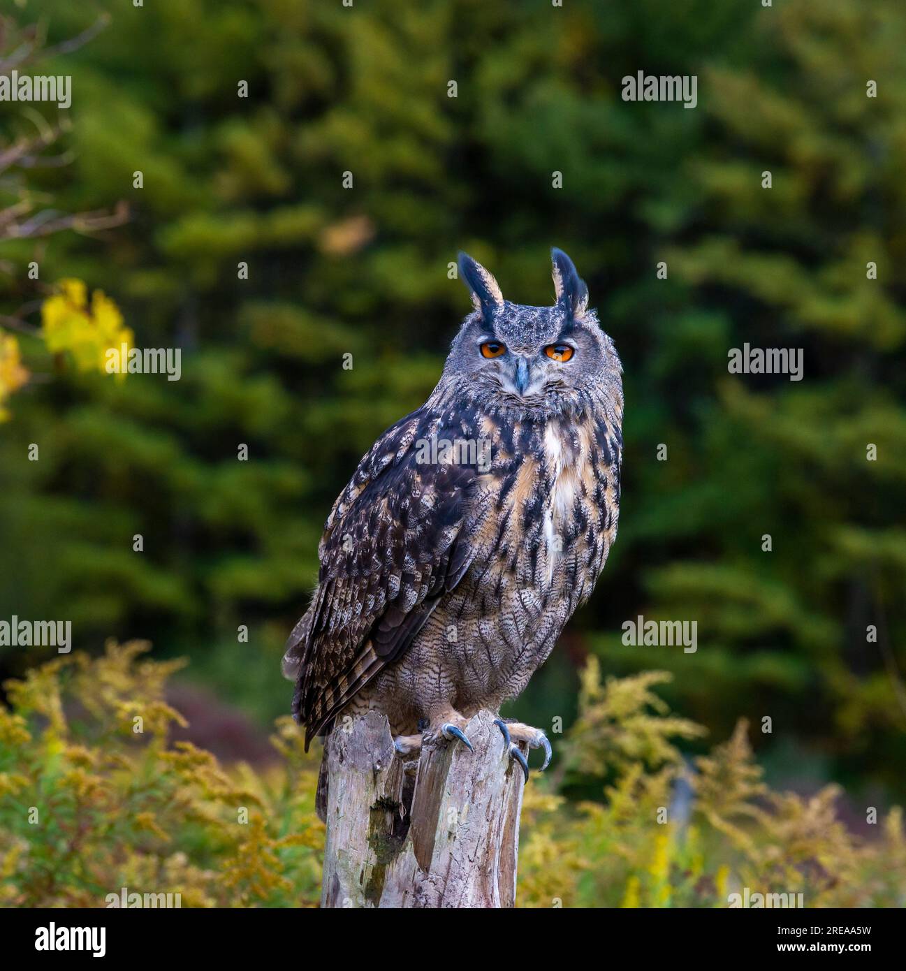 Owl sitting on a wood pole, sharp red eyes open, ready to hunt Stock ...